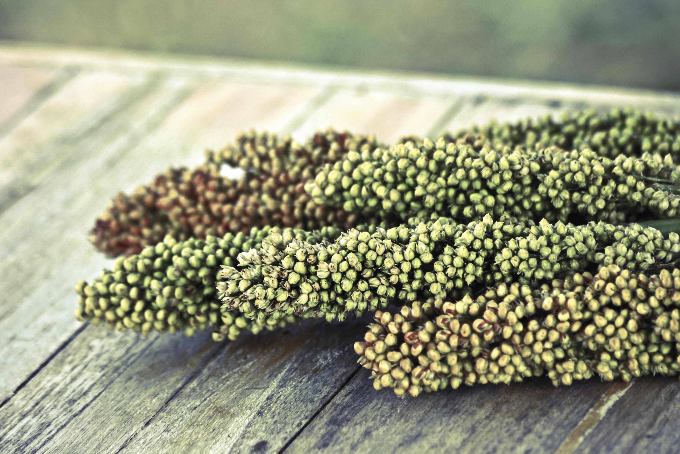 Everything You Need to Know About Sorghum - NutriBullet